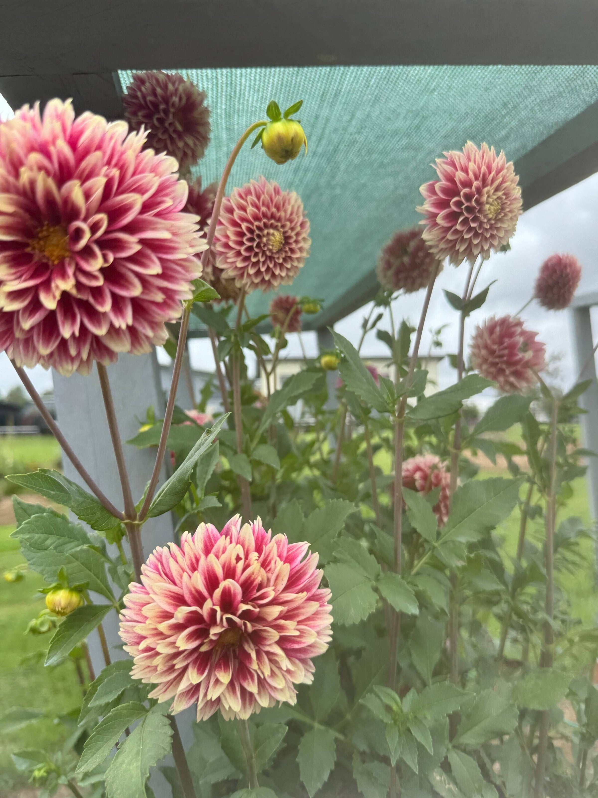 dahlias and roses | DAHLIAS and ROSES