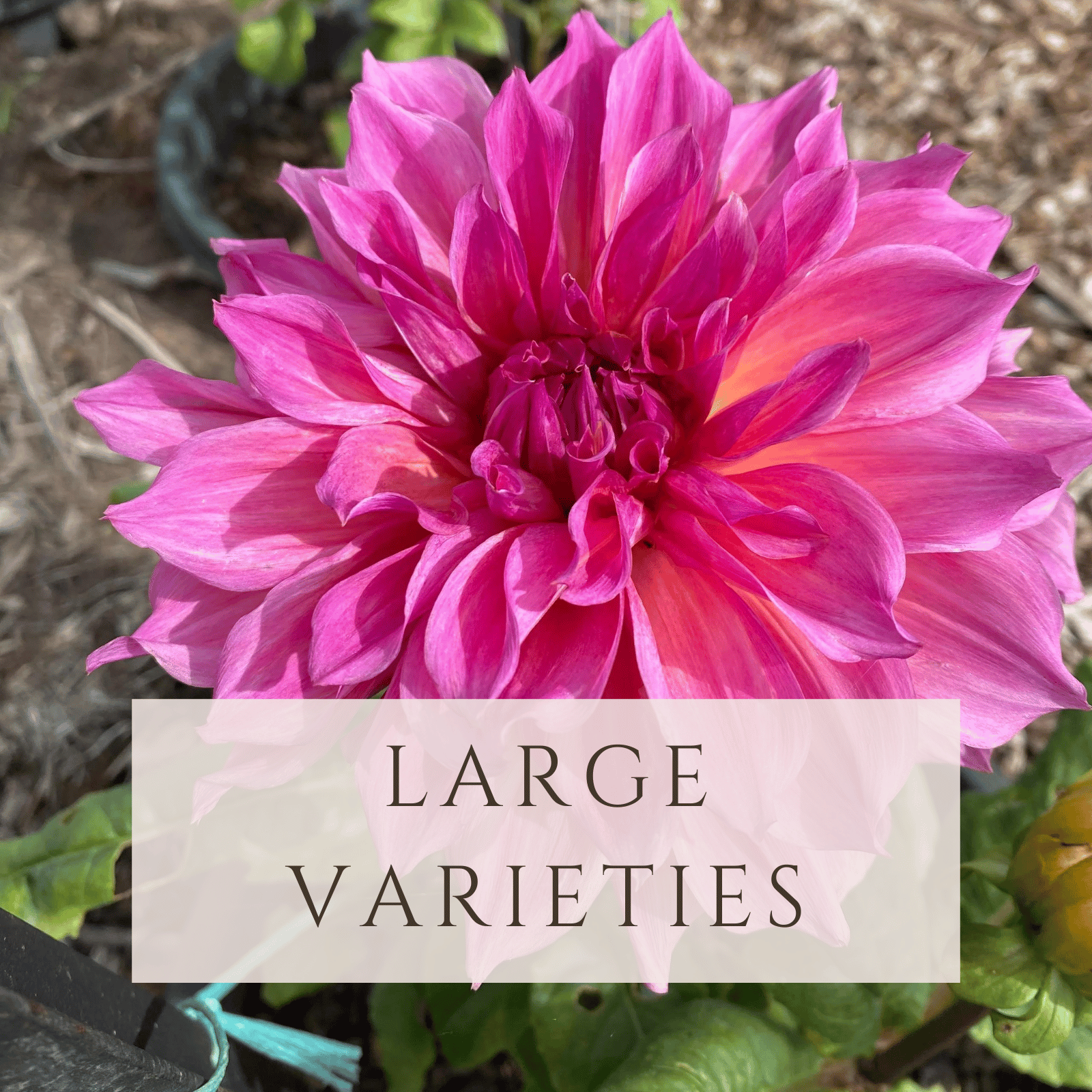 dahlias and roses | DAHLIAS and ROSES