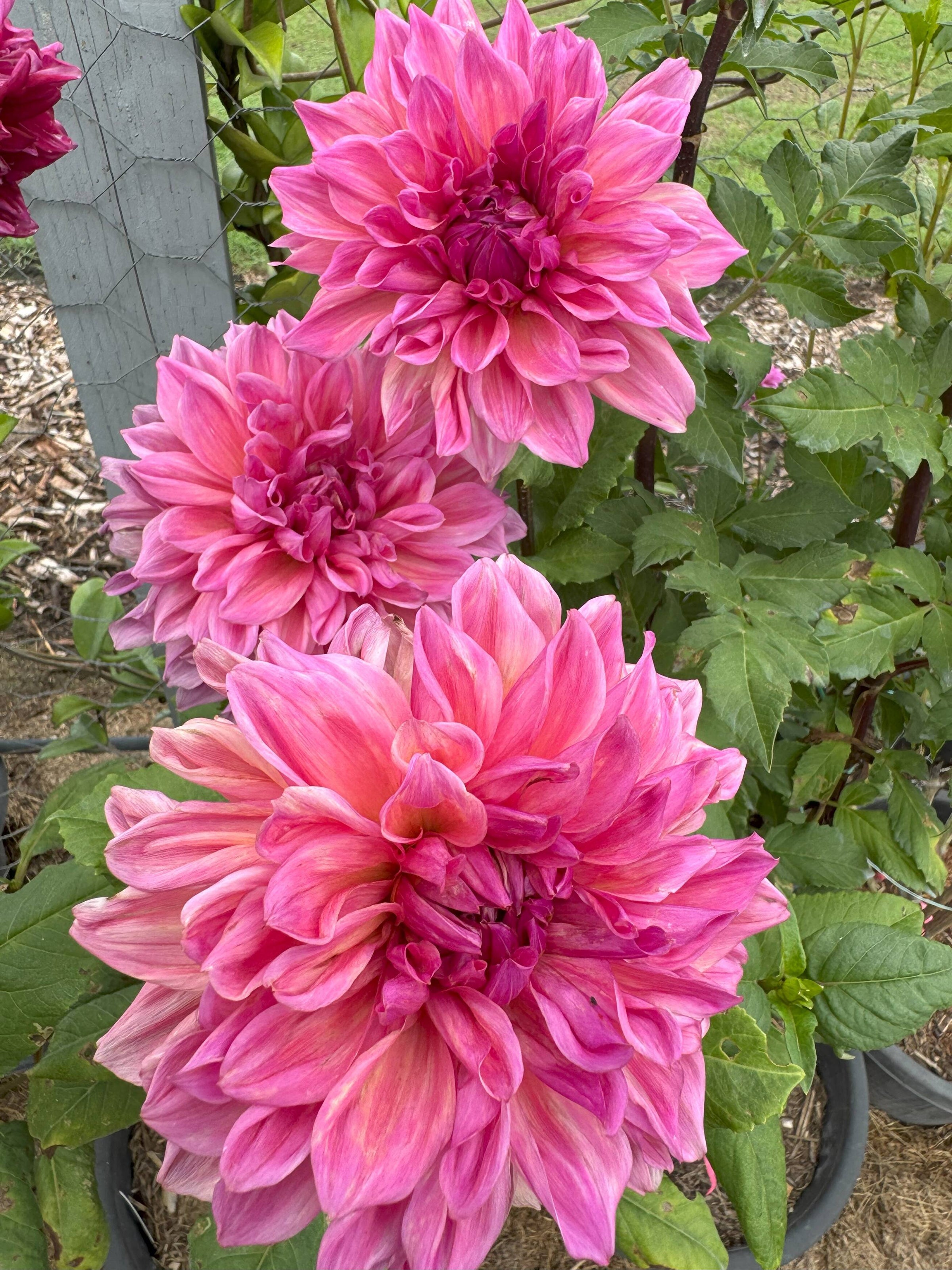 dahlias and roses | DAHLIAS and ROSES