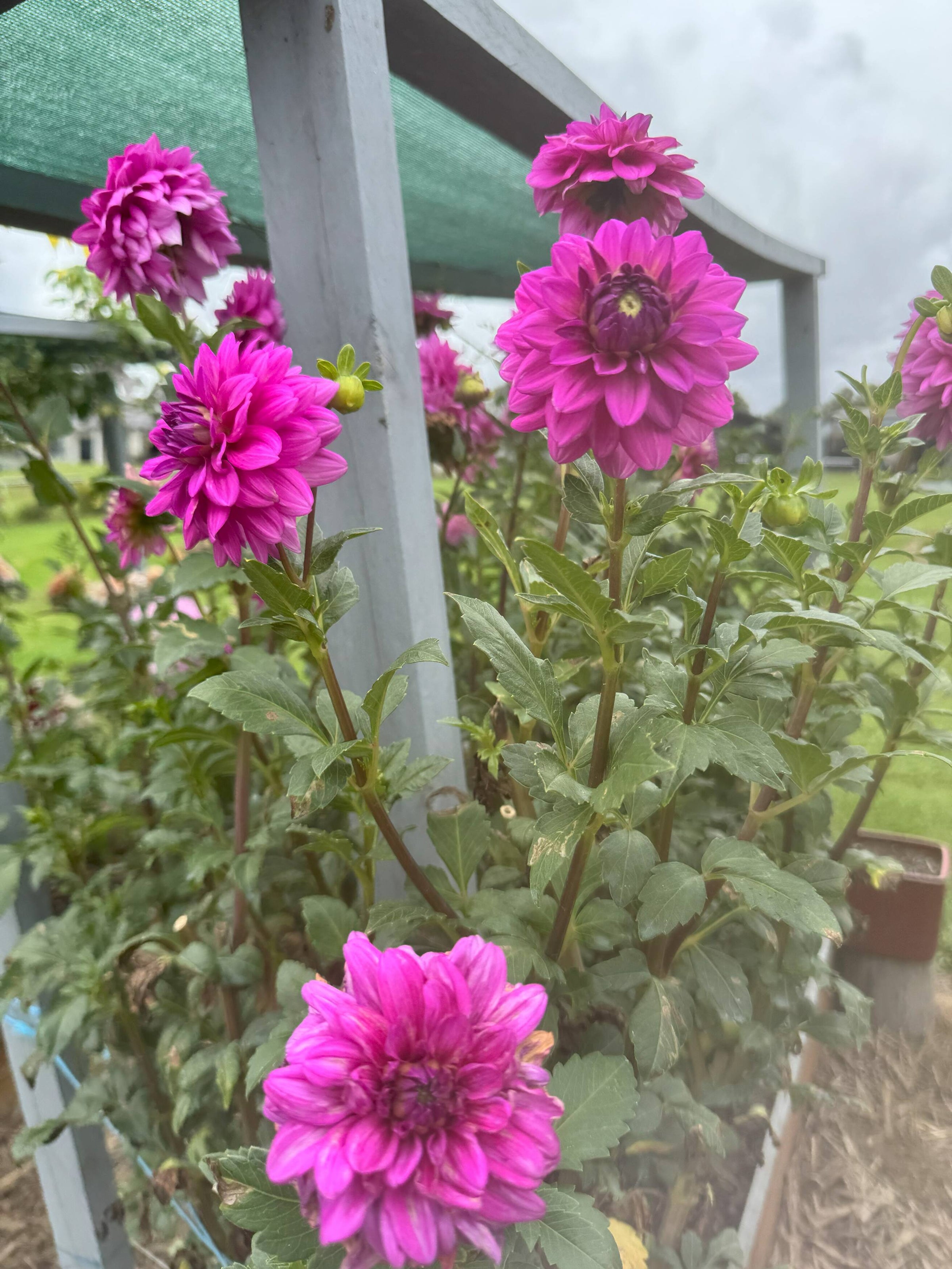 dahlias and roses | DAHLIAS and ROSES