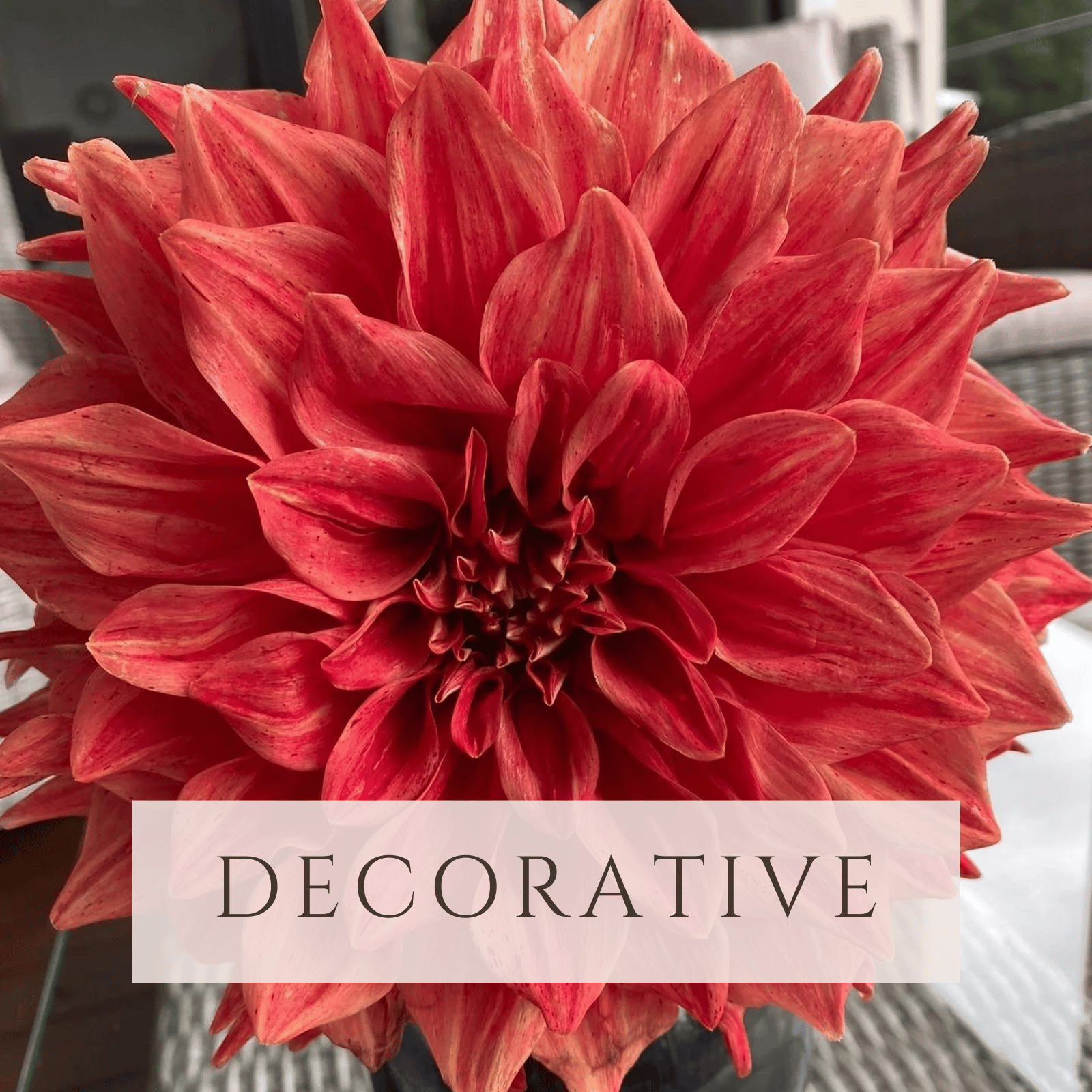 dahlias and roses | DAHLIAS and ROSES